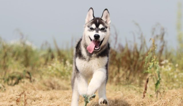 Endocardiose em cães: o que é e como tratar o paciente