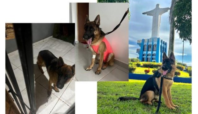 Piodermite em cães: o que é e qual a relação com a raça?