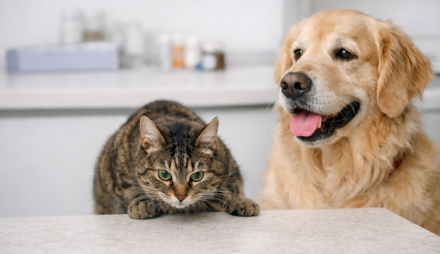 Piodermite em cães: o que é e qual a relação com a raça?